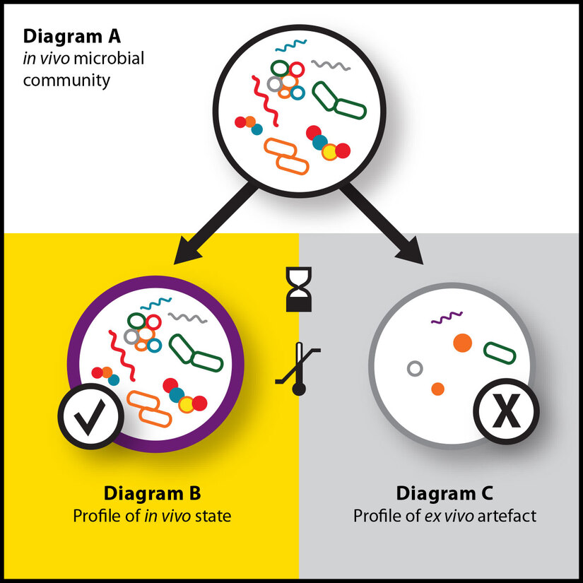 How critical is it to stabilize and standardize the microbiome profile?